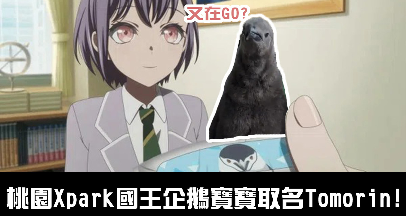 又在 GO！？桃園 Xpark 水族館國王企鵝寶寶起名投票，確定取名為《MyGO》主角暱稱「Tomorin」 - Paradaily - 遊戲｜動漫｜3C科技